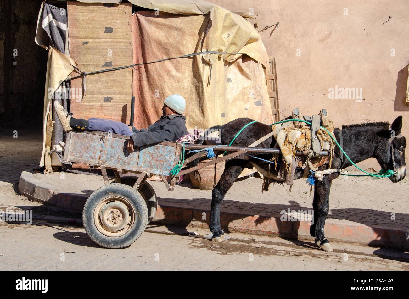 Man resting in donkey hi-res stock photography and images - Alamy