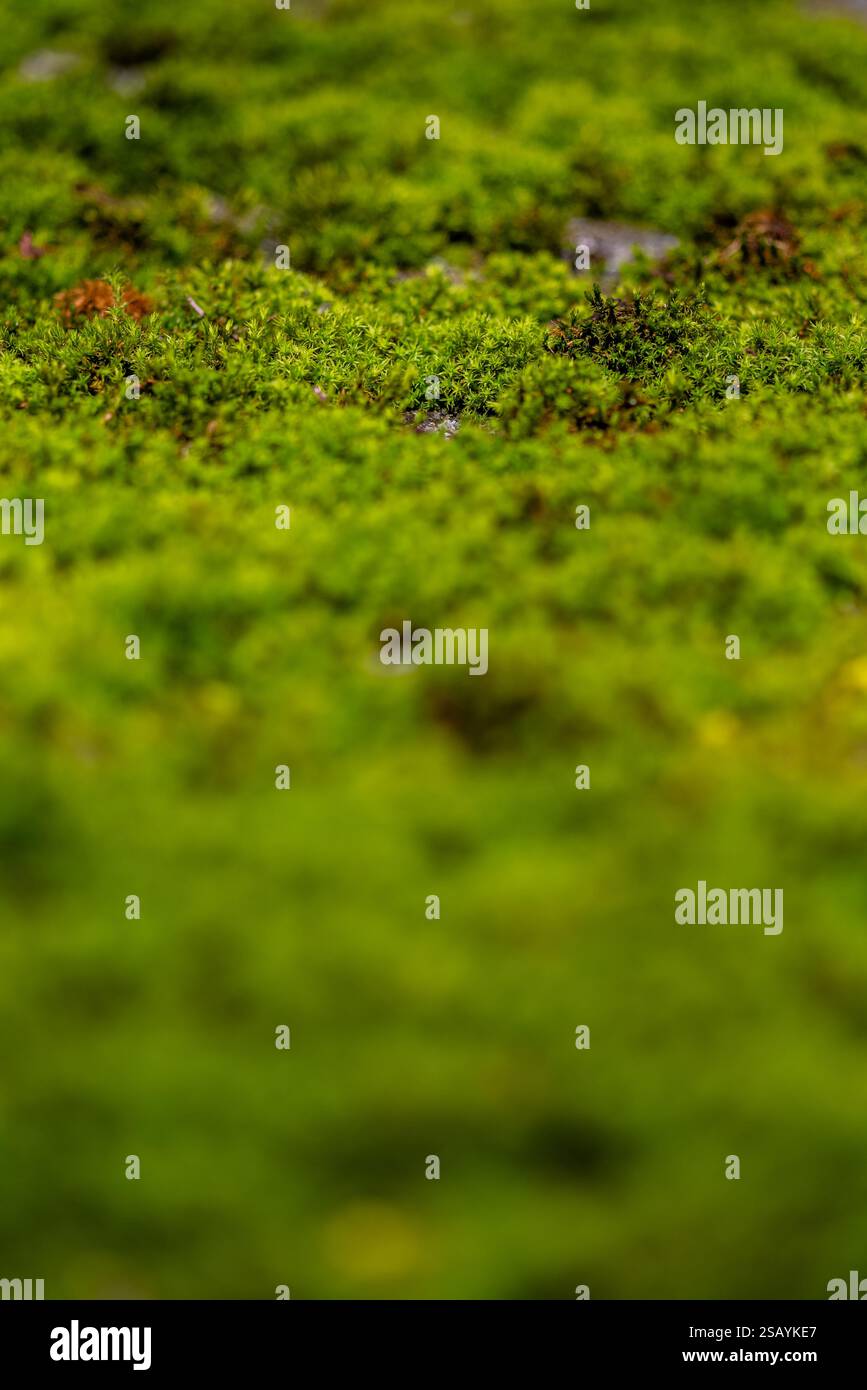 Close up macro moss garden hi-res stock photography and images - Alamy