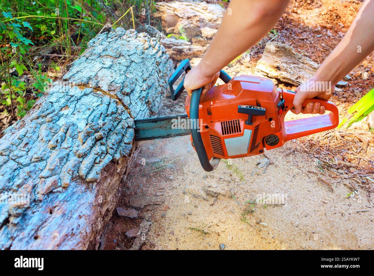 Wood man operates chainsaw to cut log while surrounded by trees natural ...