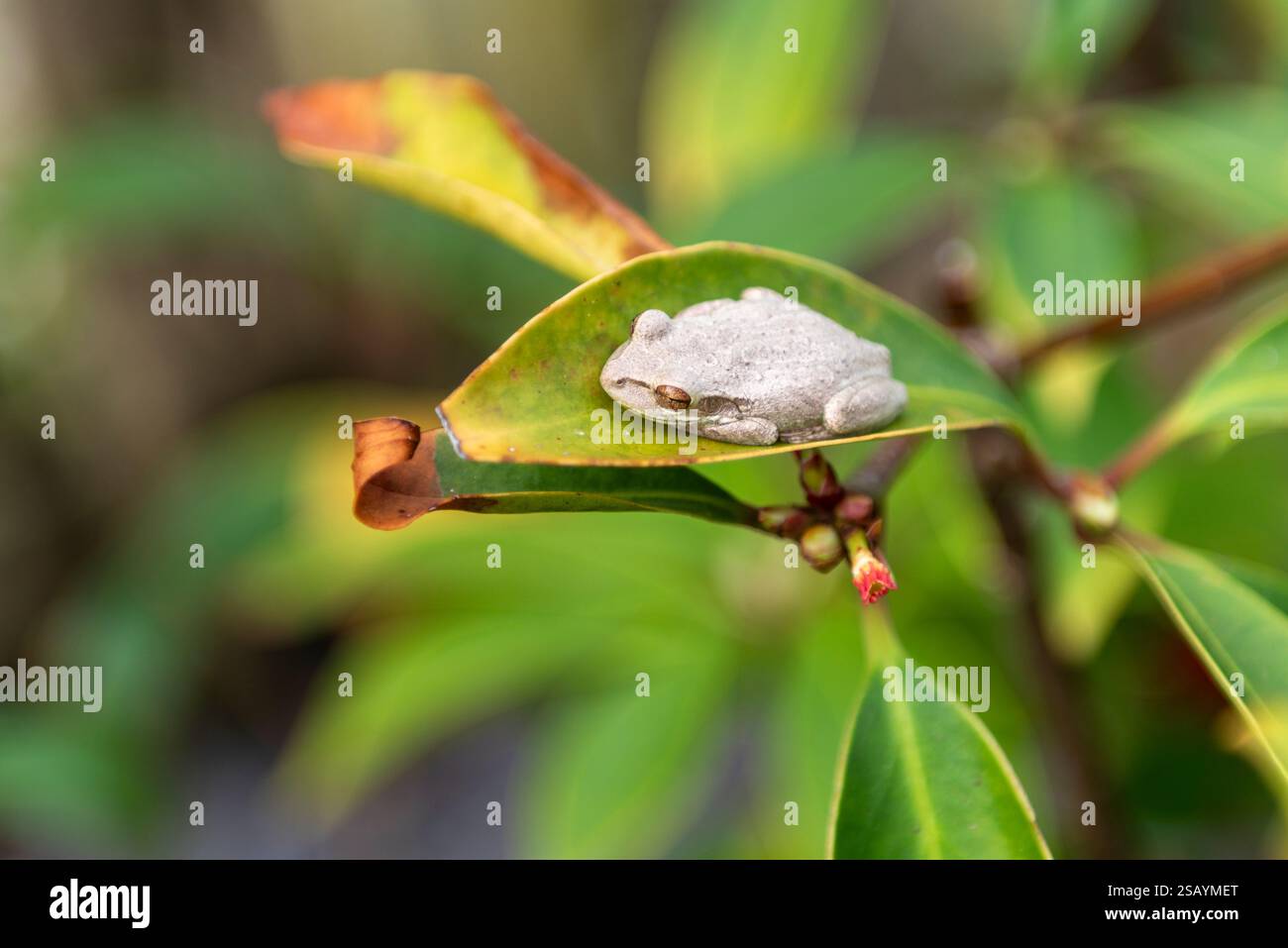 Green and gold tree frog hi-res stock photography and images - Alamy