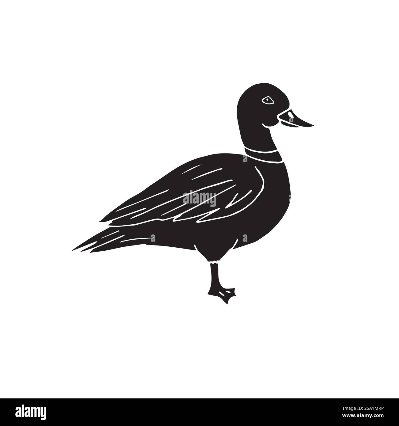 Vector hand drawn doodle sketch black duck isolated on white background Stock Vector Image & Art ...