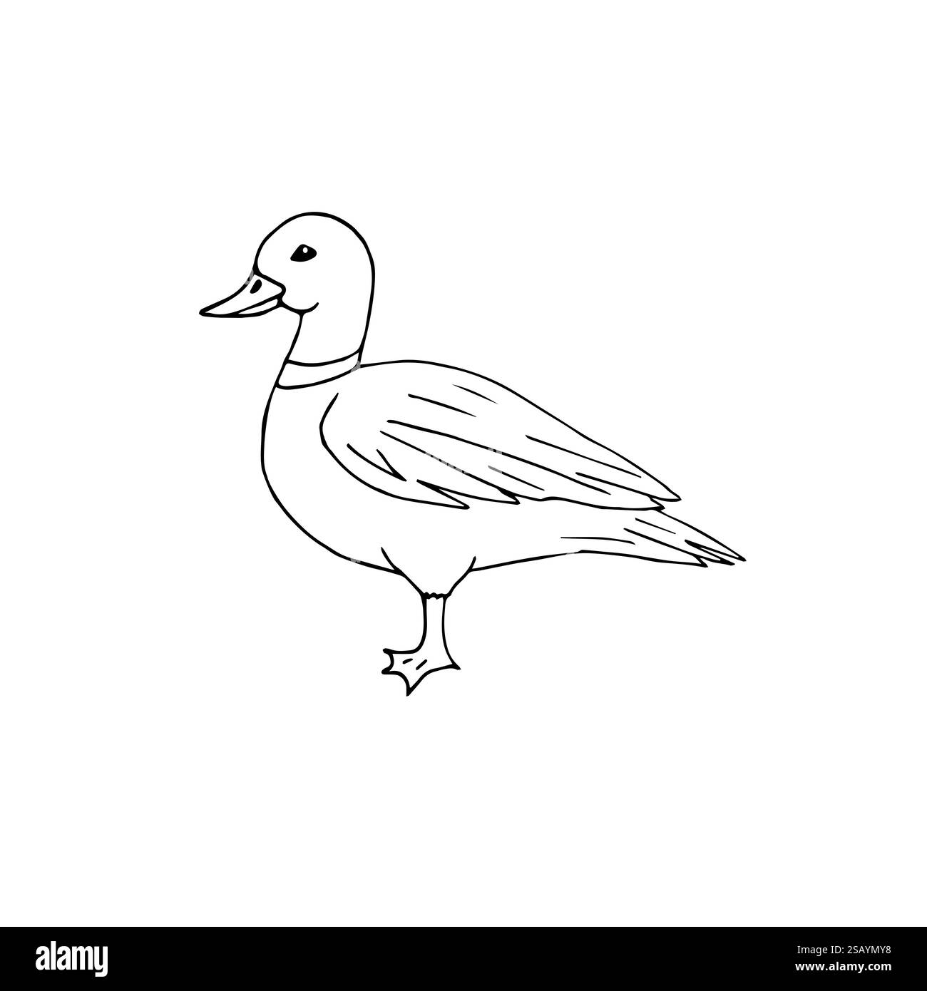Vector hand drawn doodle sketch duck isolated on white background Stock ...