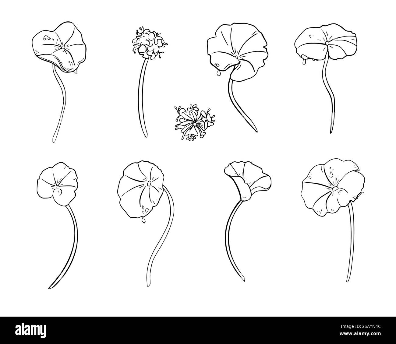 Set of centella asiatica black white vector illustration isolated ...