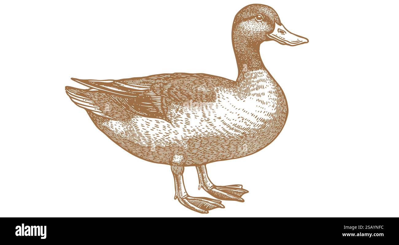 Duck, mallard sketch. Vintage retro print Stock Vector Image & Art - Alamy