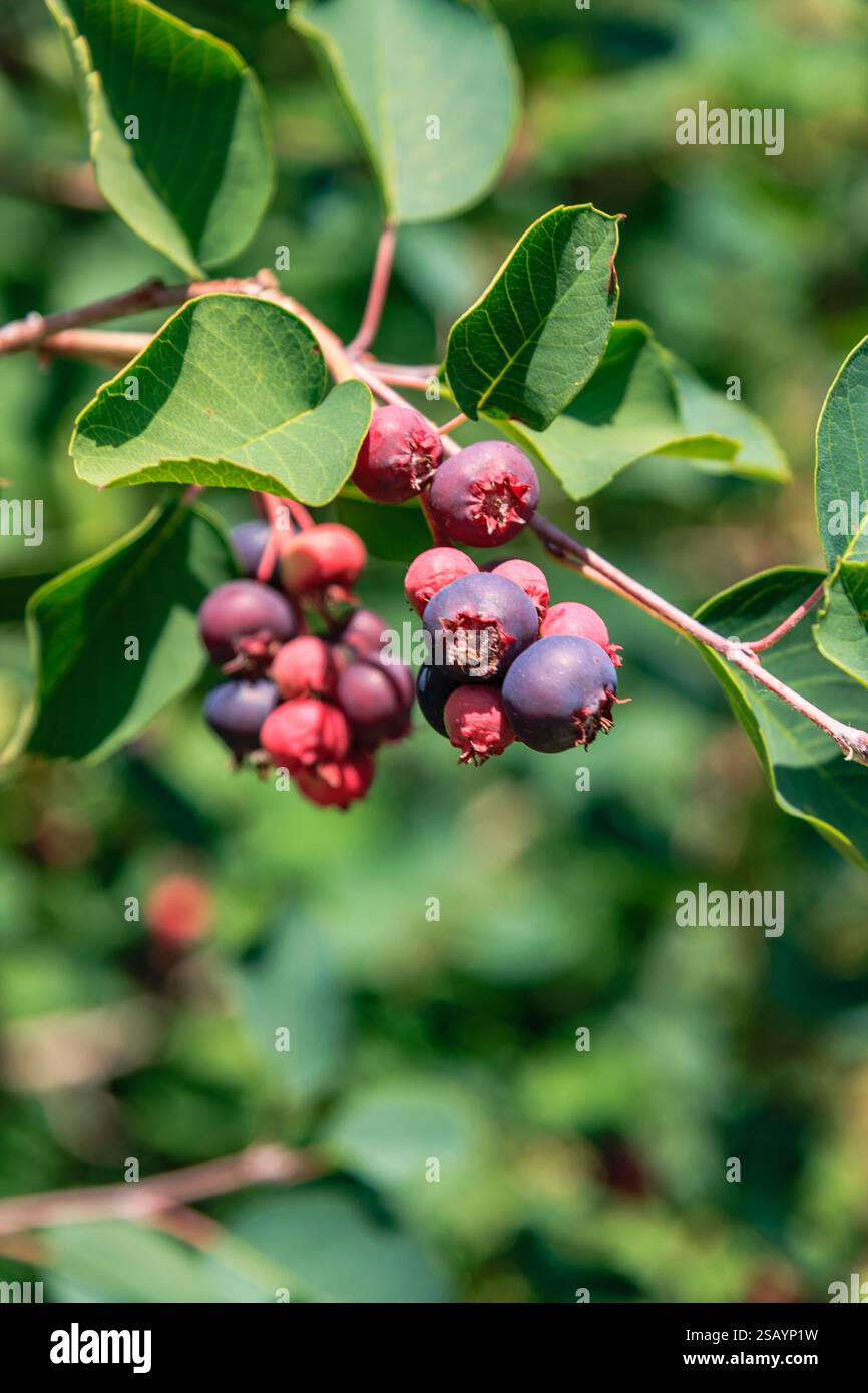 Saskatoon Berry plant and fruit Stock Photo - Alamy