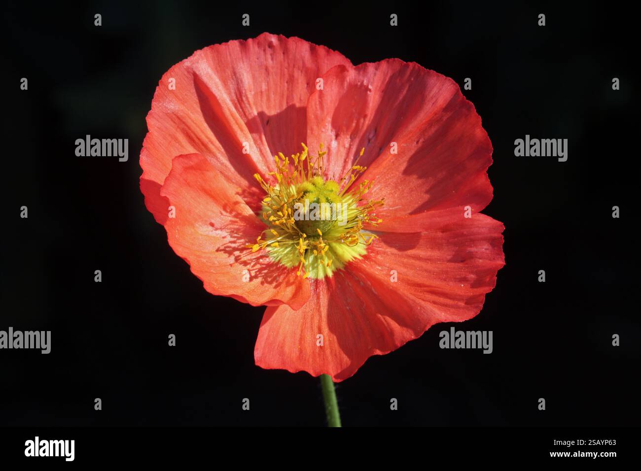 Red Icelandic Poppy (oreomecon nudicaulis Stock Photo - Alamy
