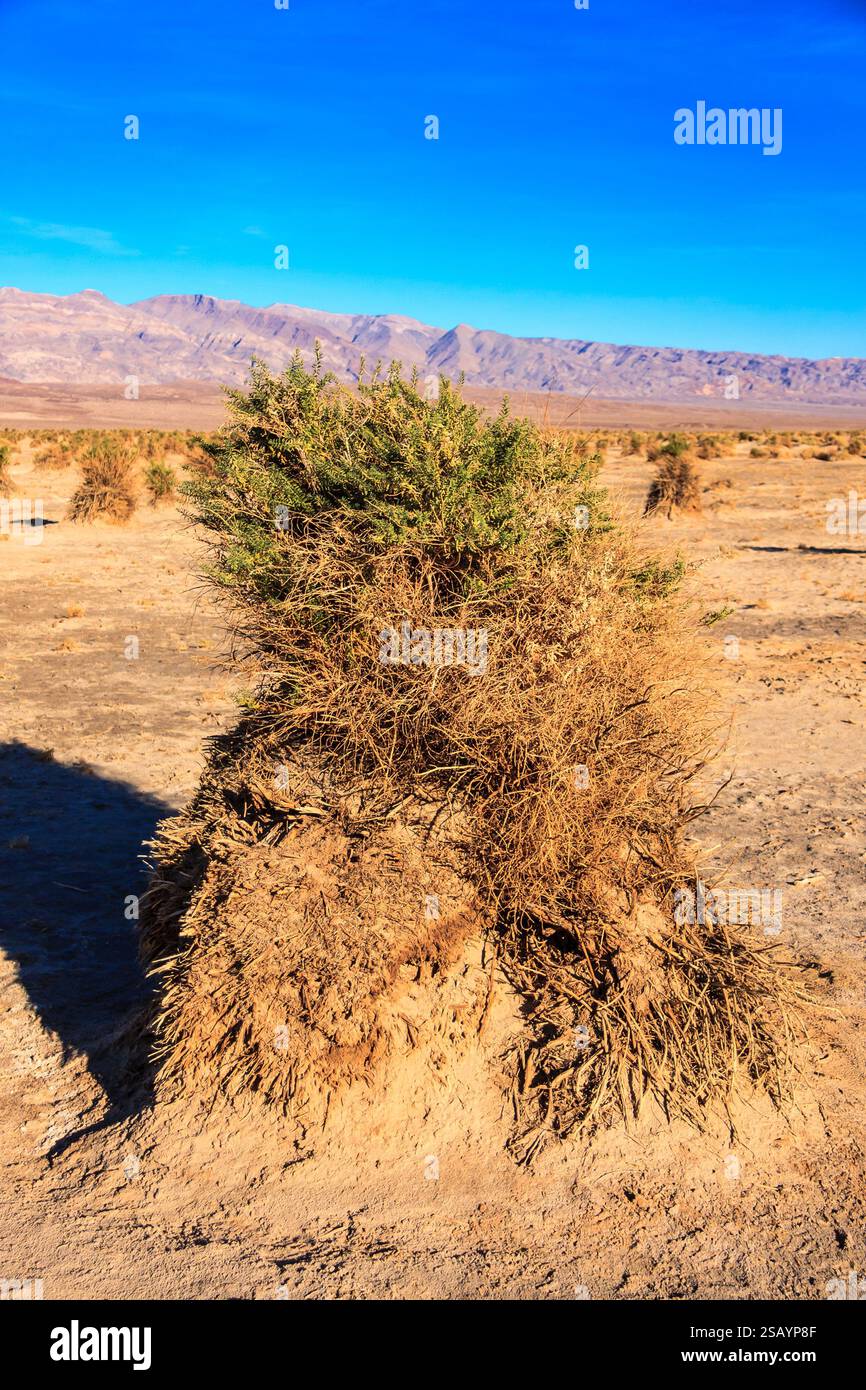 A small tree is growing in a desert. The sky is blue and the sun is ...