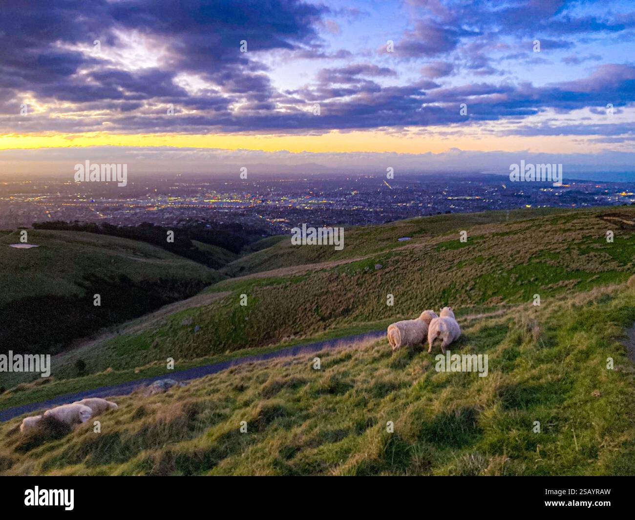 Purple sheep hi-res stock photography and images - Alamy