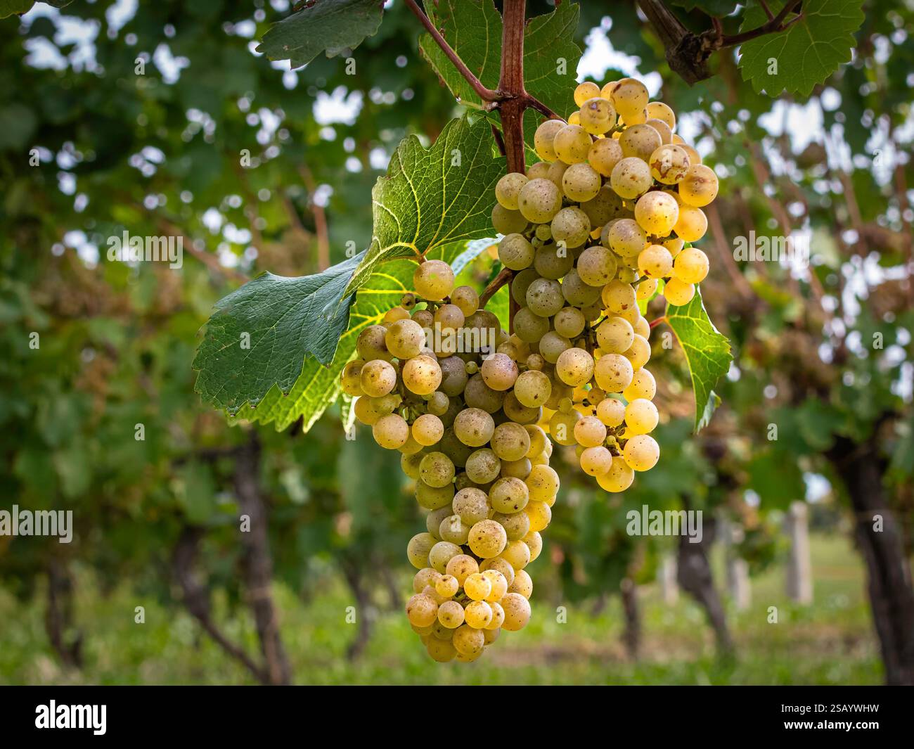 Clusters of green grapes hanging on vines in a vineyard in Niagara on ...