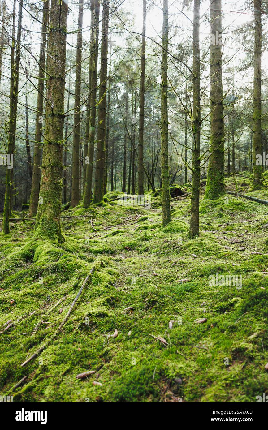 Forest landscape. Morning in a tall pine forest. Trees in the forest ...