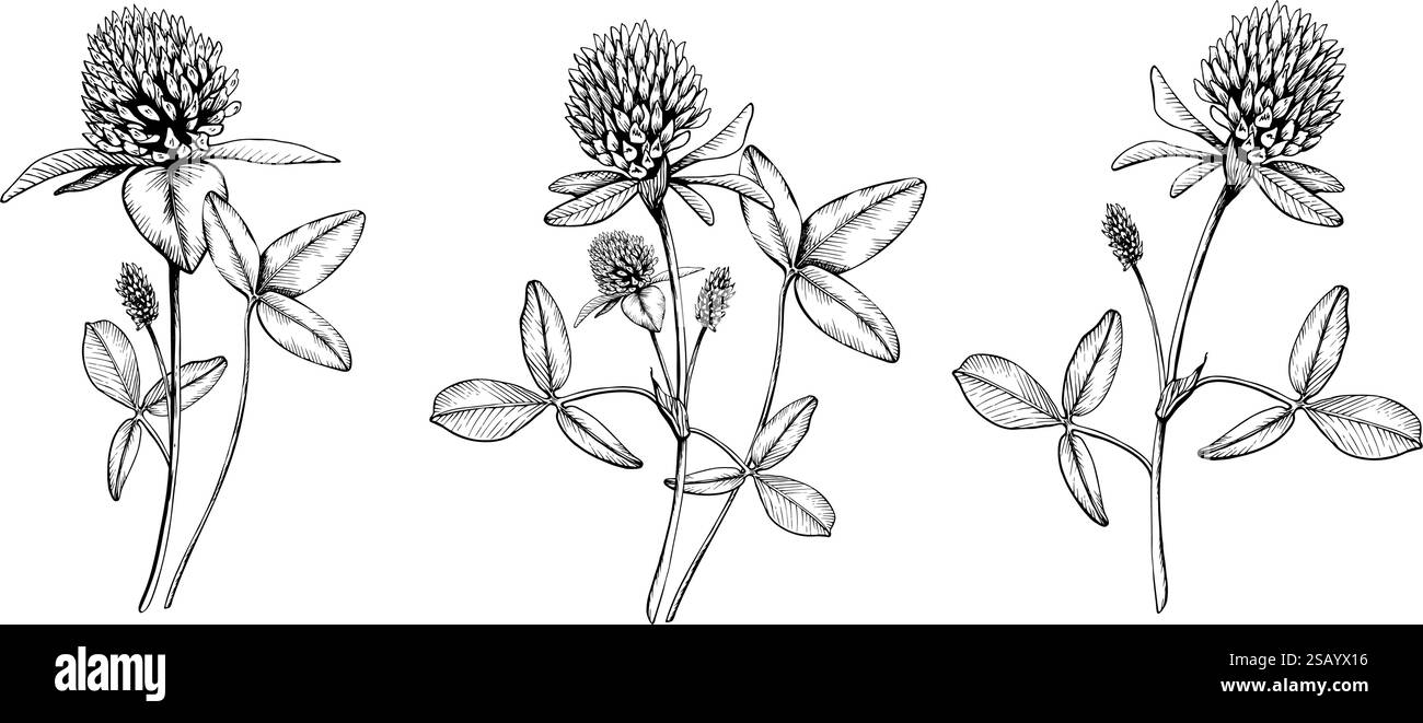 A set of compositions with blooming clovers. Hand drawn botanical ...