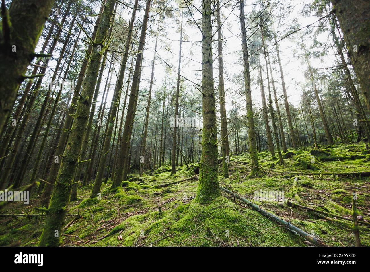 Forest landscape. Morning in a tall pine forest. Trees in the forest ...