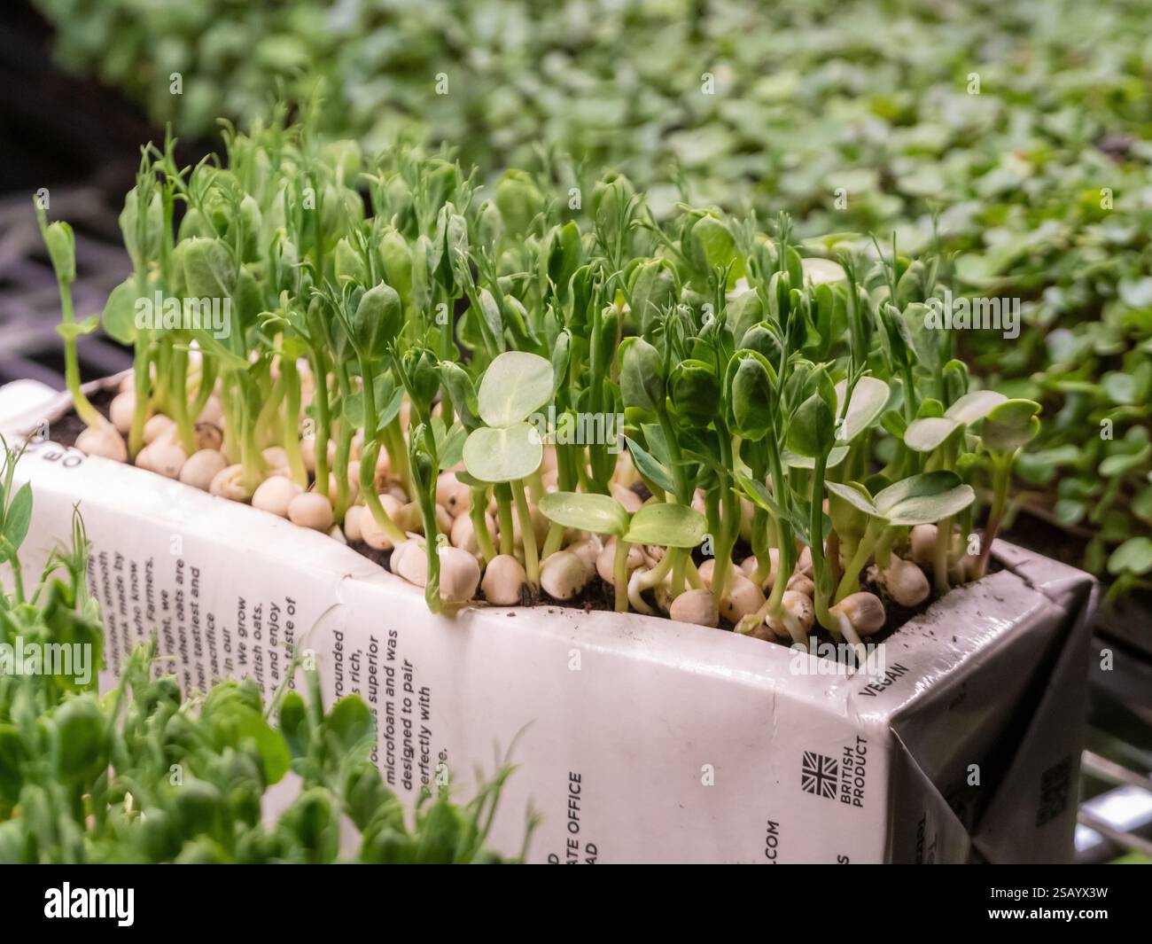 Pea shoots growing in a recycled tetra pak Stock Photo - Alamy