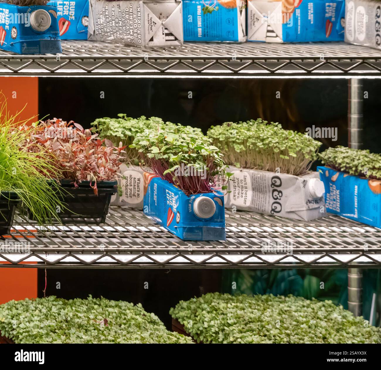 Metal rack with microgreens growing in recycled tetra paks using grow ...