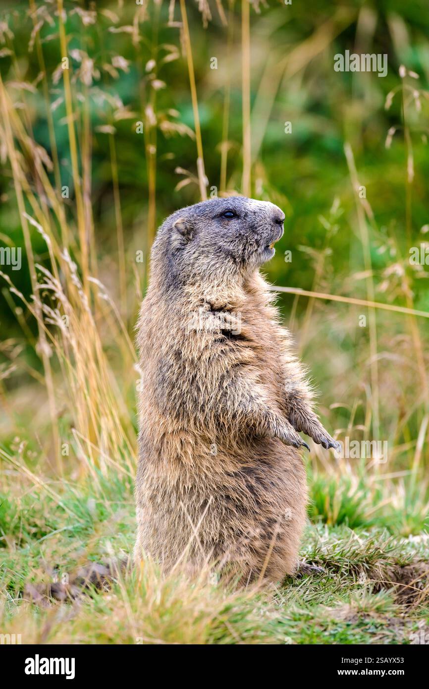 Zoology Marmota marmota - marmot of the Alps Stock Photo - Alamy