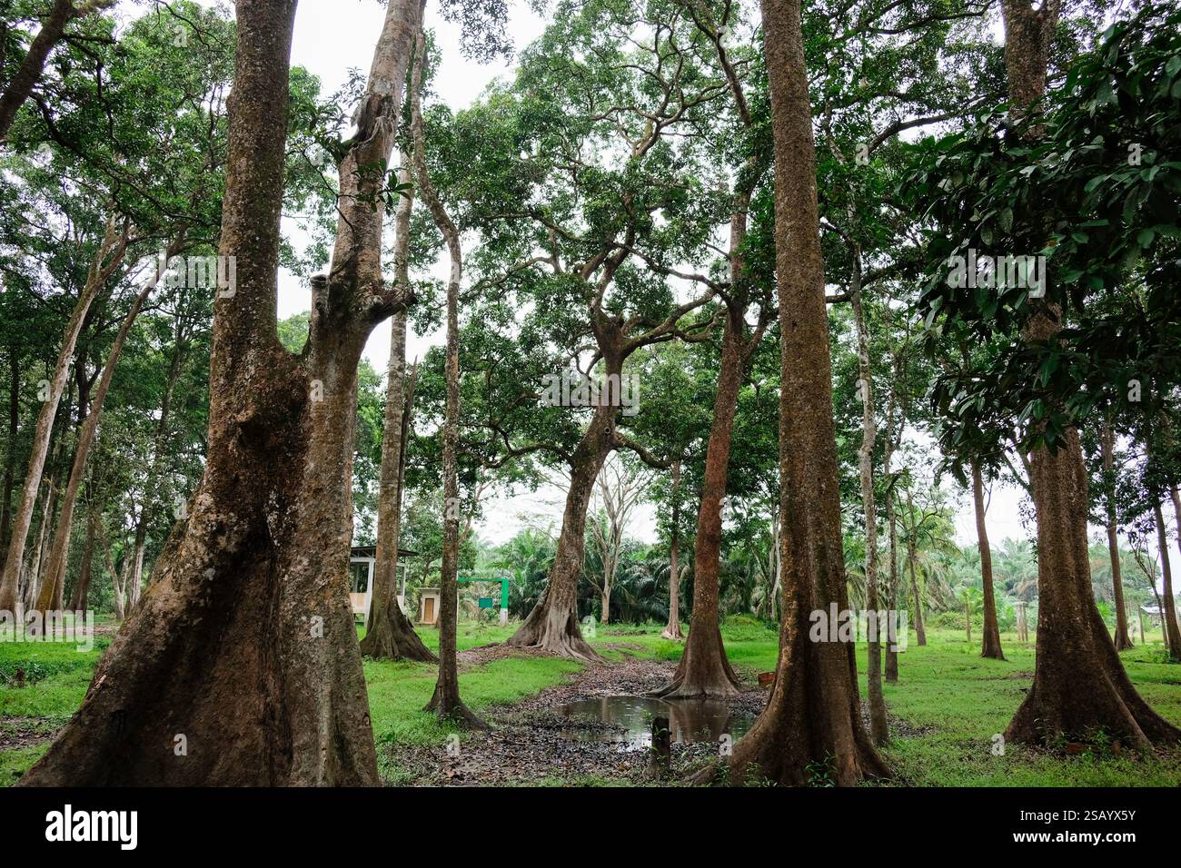 Beautiful tree at Buluh Cina Nature Tourism Park, Riau, Indonesia Stock ...