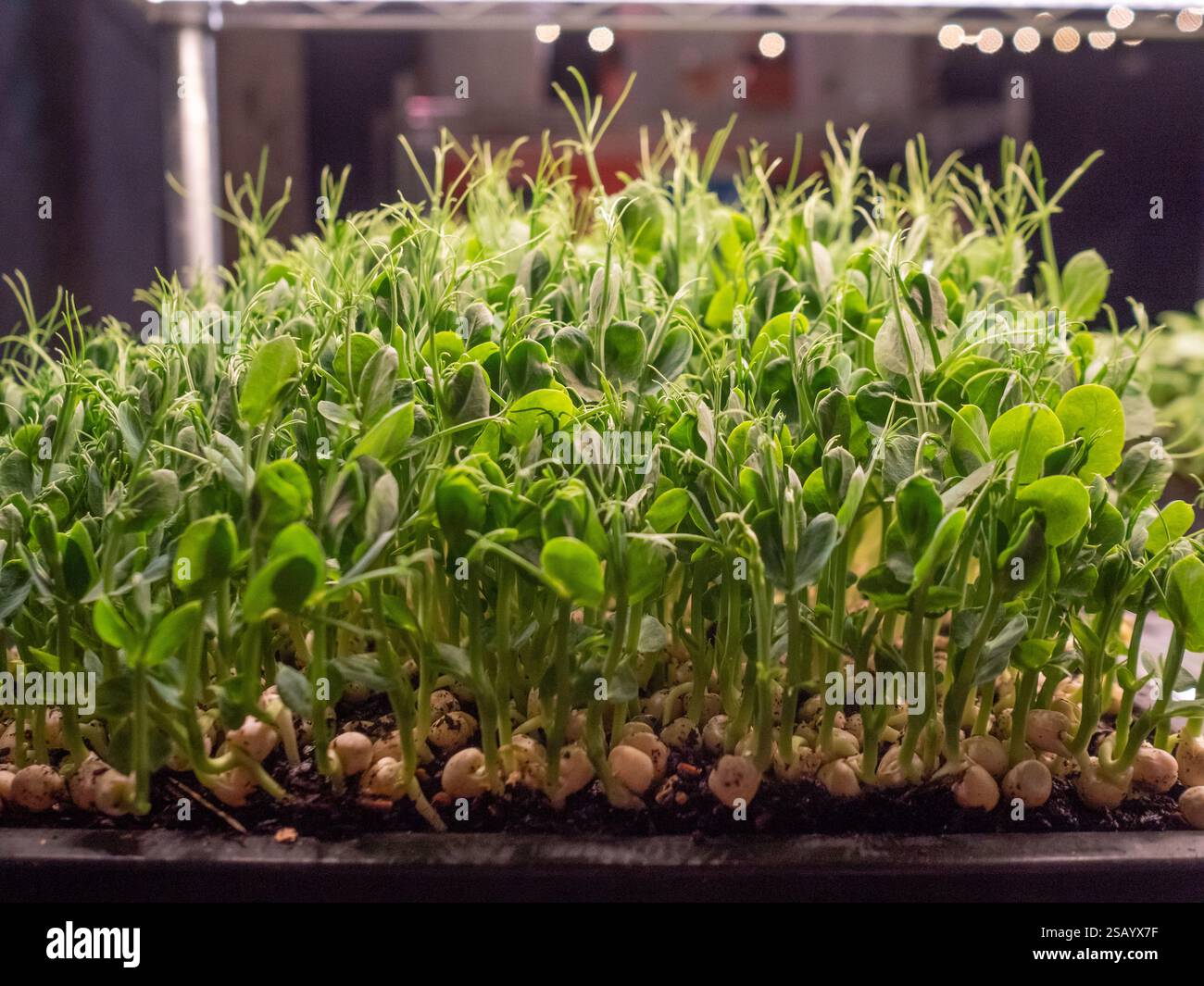 Growing microgreens in plastic hi-res stock photography and images - Alamy