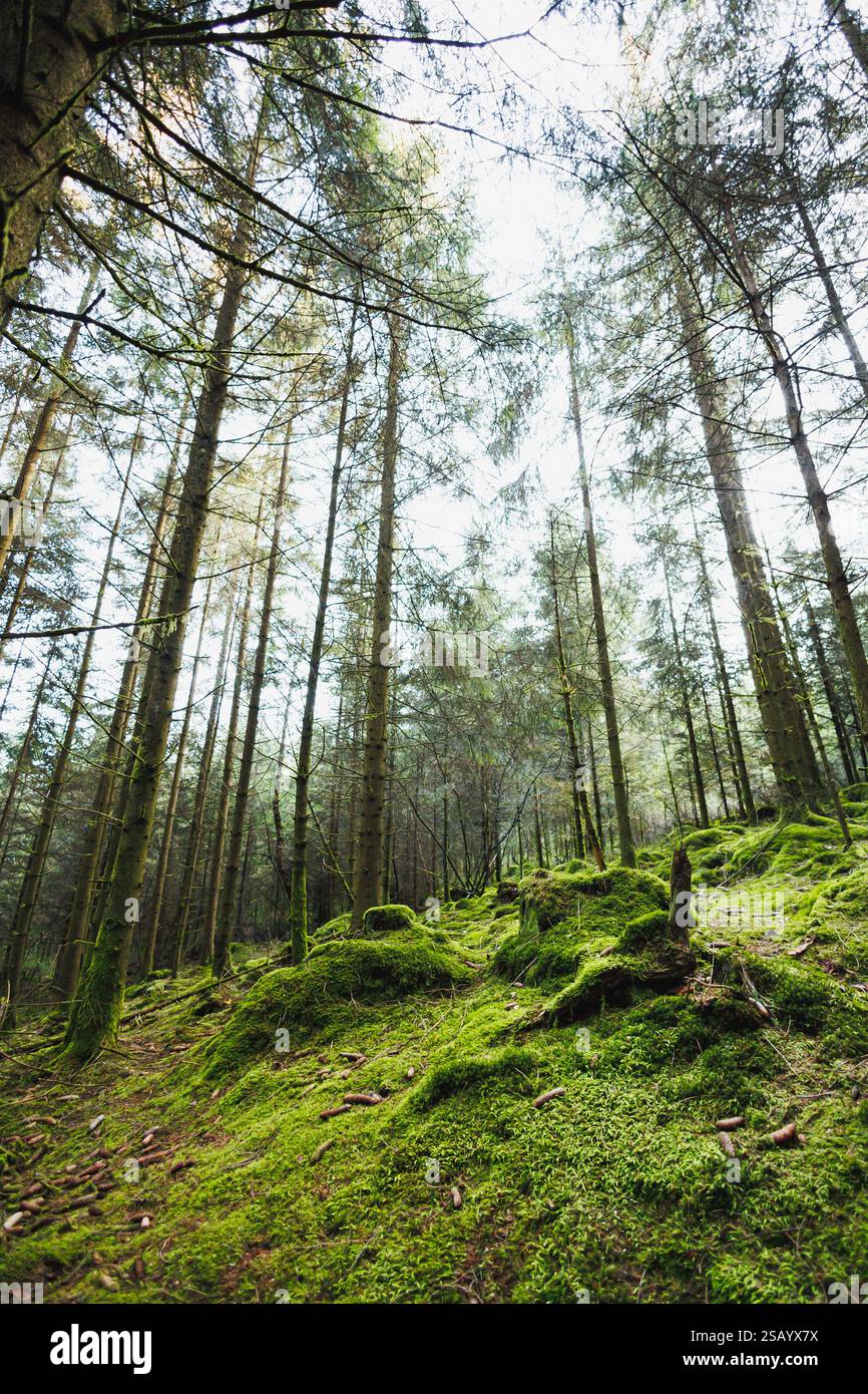 Forest landscape. Morning in a tall pine forest. Trees in the forest ...