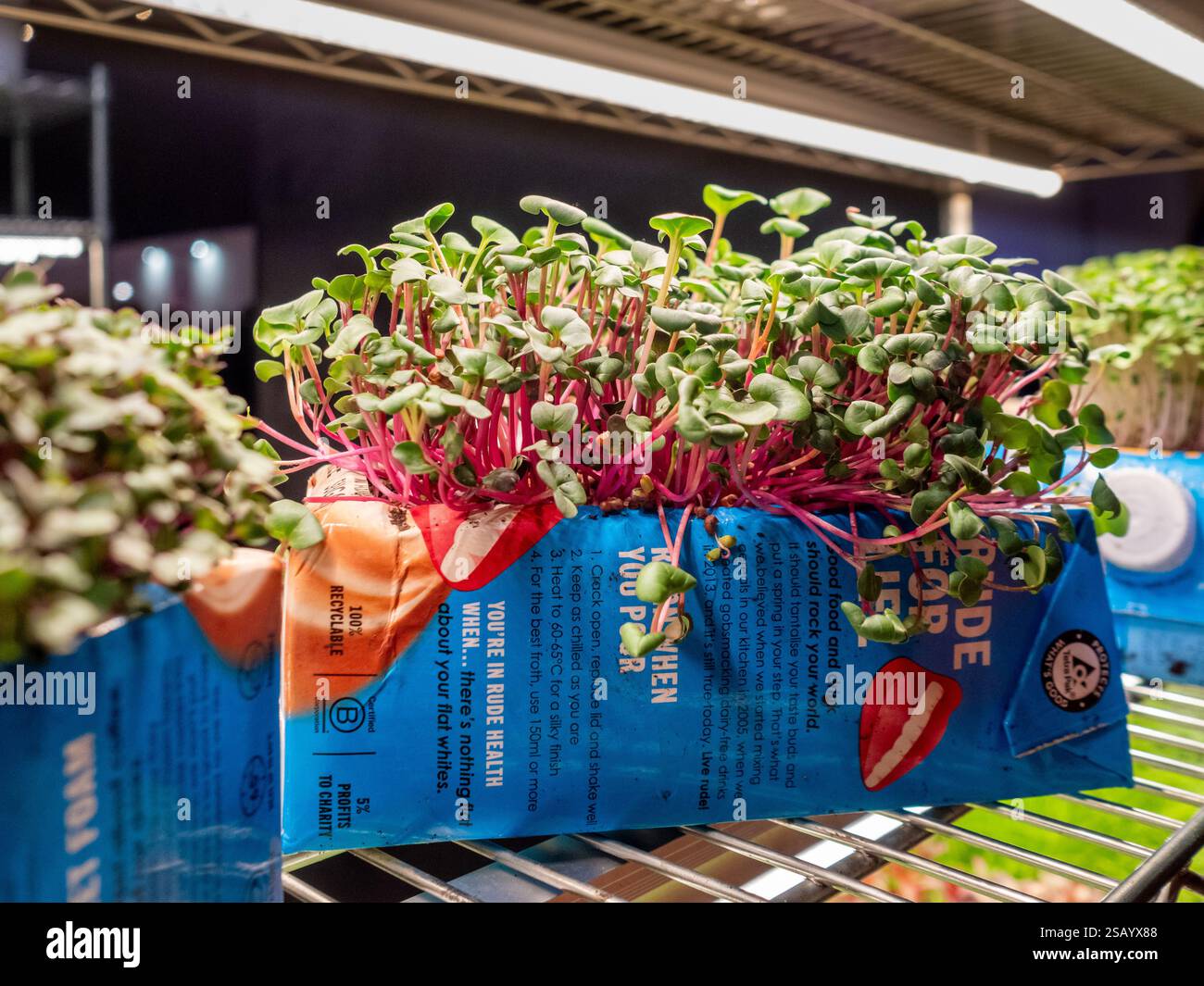 Amaranth Microgreens growing in recycled tetra paks, using grow lights ...