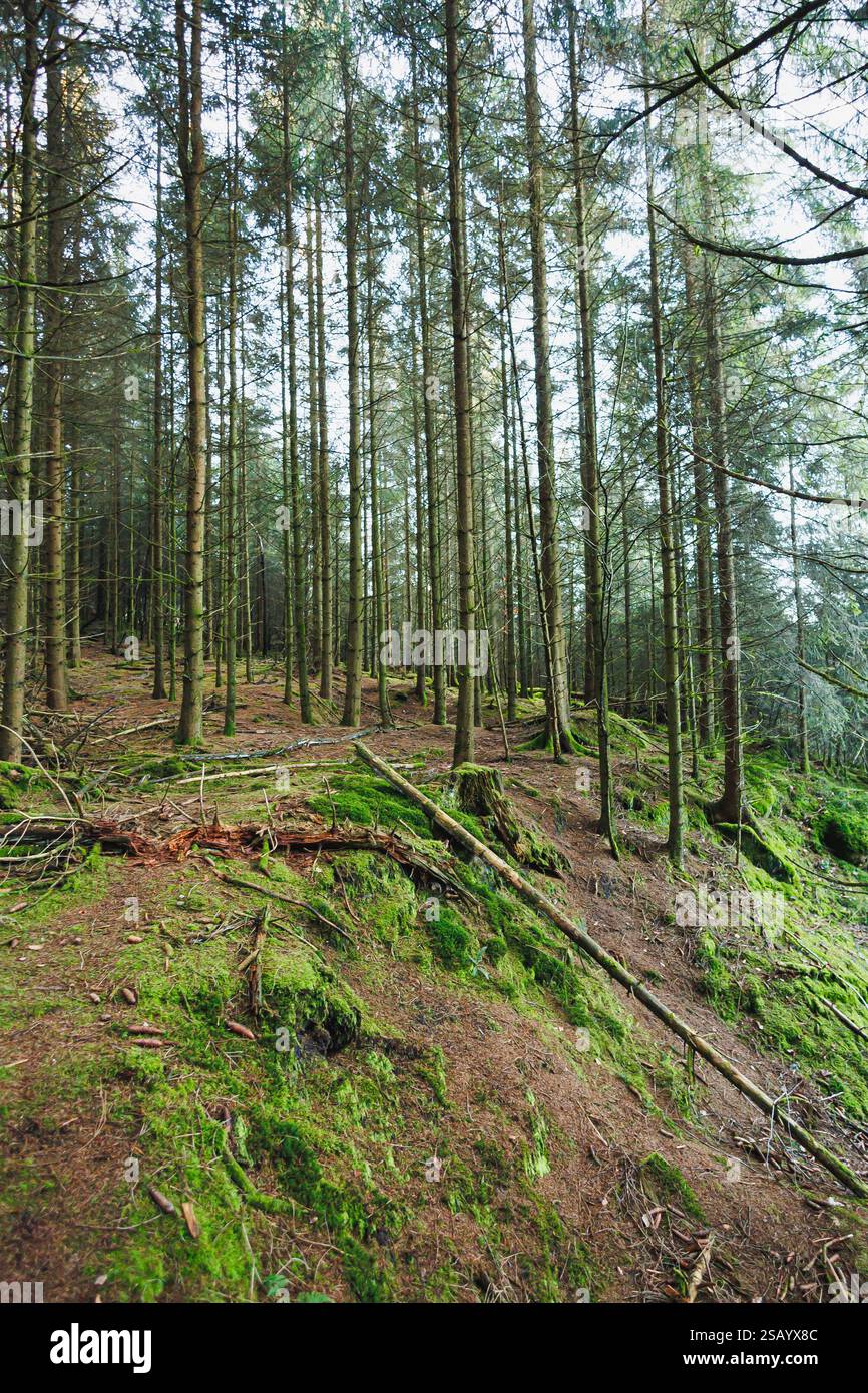 Forest landscape. Morning in a tall pine forest. Trees in the forest ...
