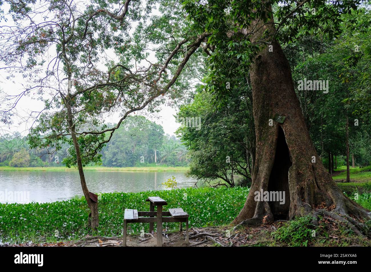 Beautiful tree at Buluh Cina Nature Tourism Park, Riau, Indonesia Stock ...