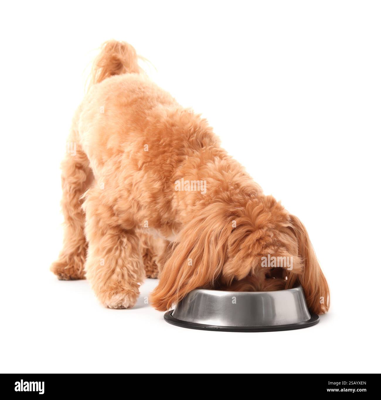 Cute dog eating pet food from feeding bowl on white background Stock ...