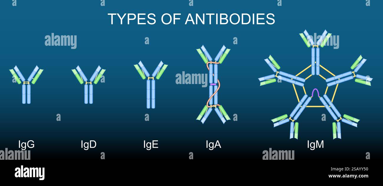 Types of antibodies. Immunoglobulin anatomy Ig, IgA, IgE, IgD, IgG, IgM ...