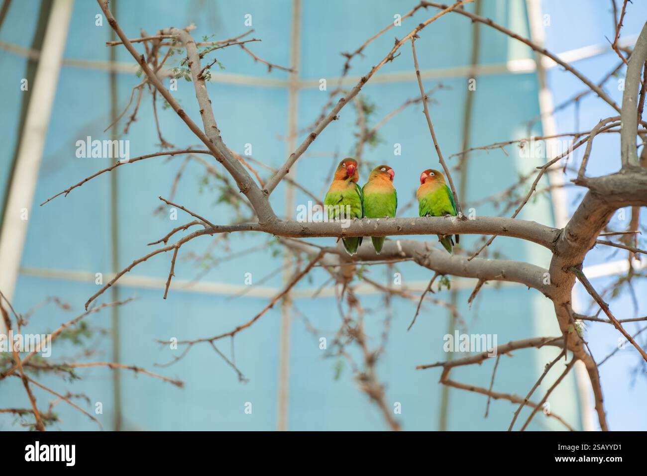 Three Colorful Parrots on a Branch in an Aviary. Saudi Arabia. Safari ...
