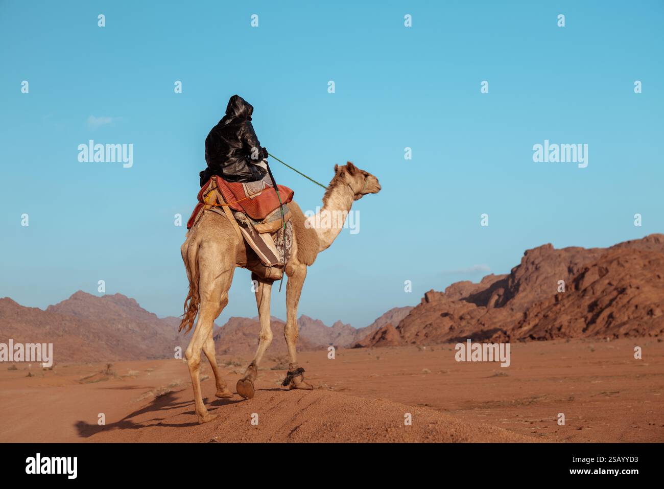 Bedouin Rider on a Camel in a Desert Landscape. Saudi Arabia Stock ...
