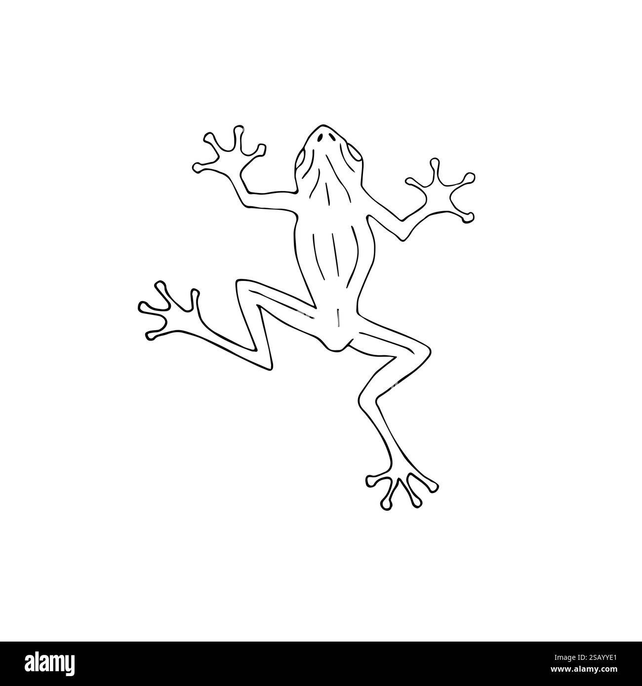 Vector hand drawn doodle sketch frog isolated on white background Stock ...