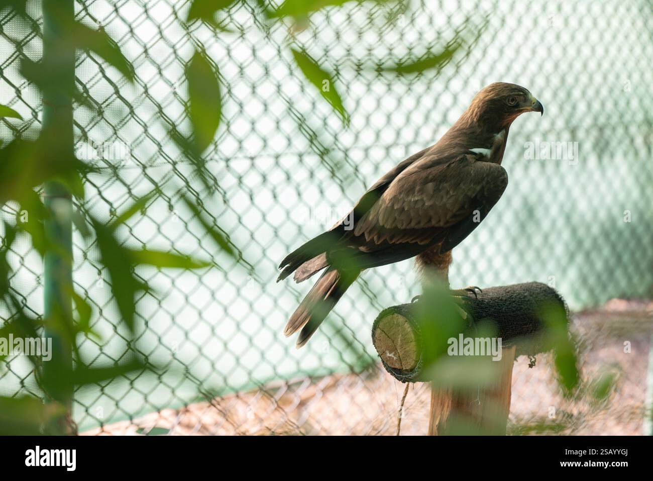 Majestic Hawk Perched on a Stand in a Wildlife Sanctuary. Saudi Arabia ...