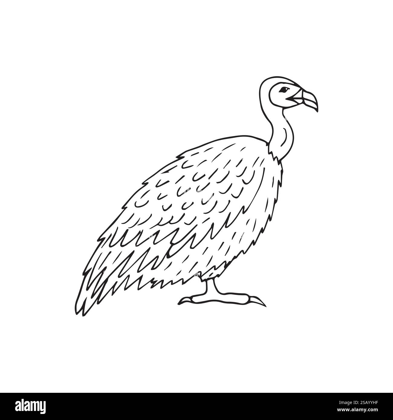 Vector hand drawn doodle sketch griffon vulture bird isolated on white background Stock Vector ...