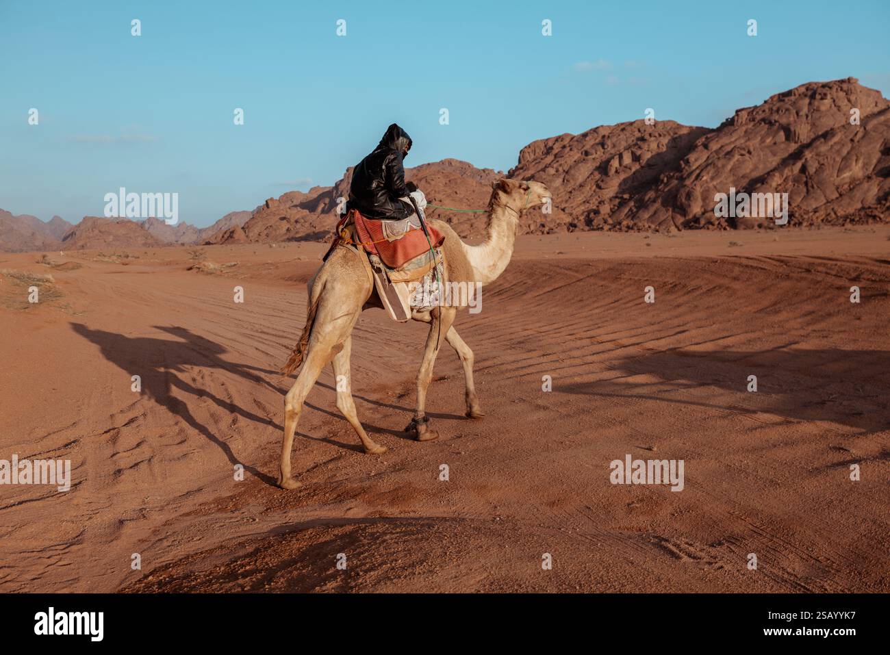 Bedouin Rider on a Camel in a Desert Landscape. Saudi Arabia Stock ...