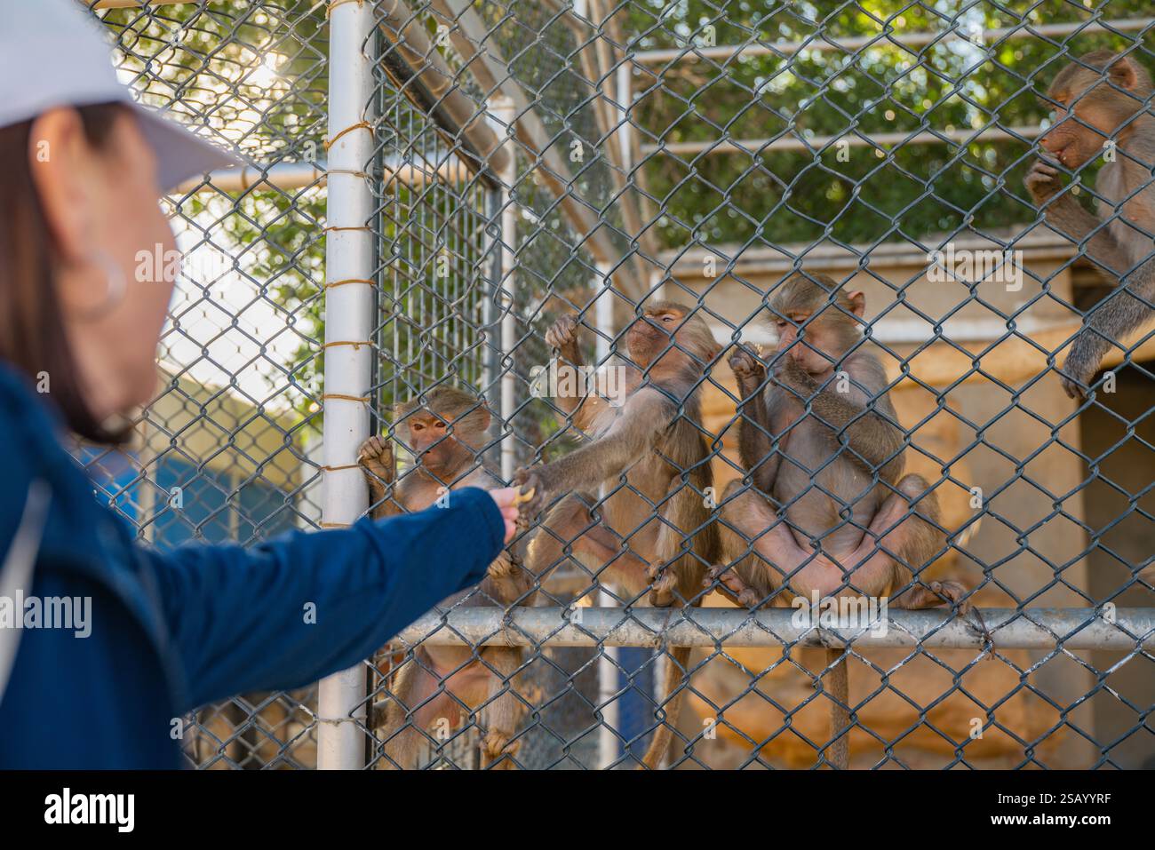 Person Interacting with Monkeys Behind a Cage in a Zoo. Saudi Arabia ...