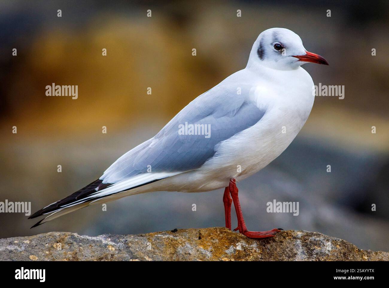 Zoology hi-res stock photography and images - Alamy