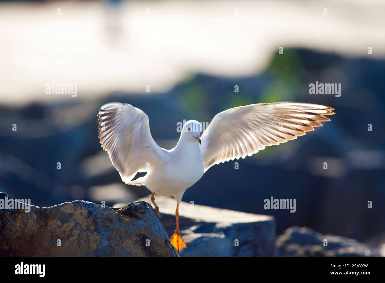 Zoology hi-res stock photography and images - Alamy