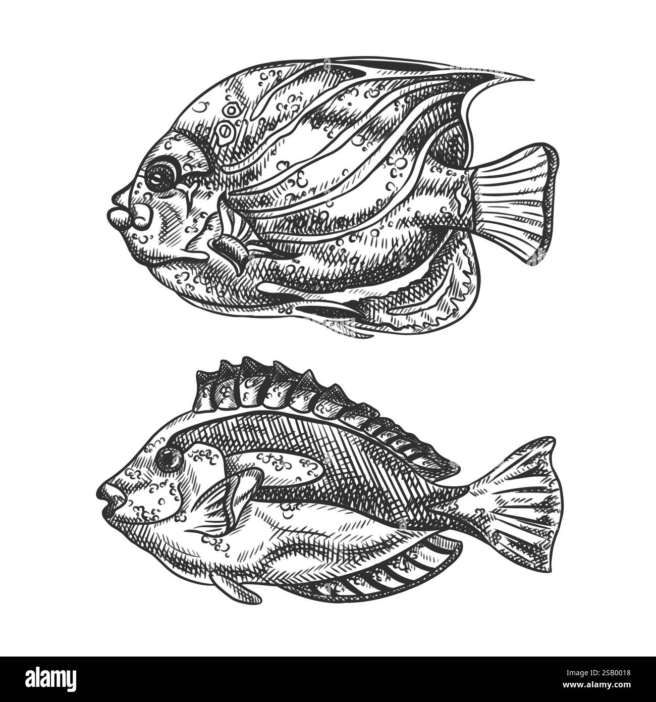 Vector illustration of sea fish. A tropical underwater animal. Tropical ...