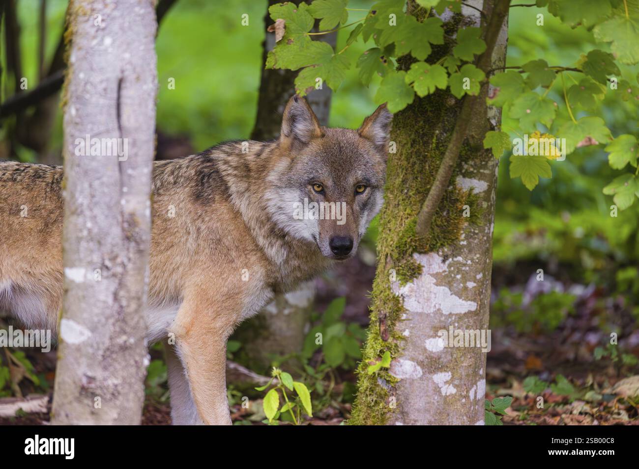 A eurasian gray wolf (Canis lupus lupus) peers through between two ...