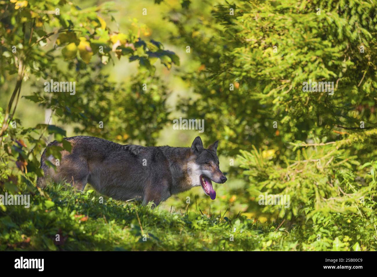 A eurasian gray wolf (Canis lupus lupus) stands on a hill between trees ...