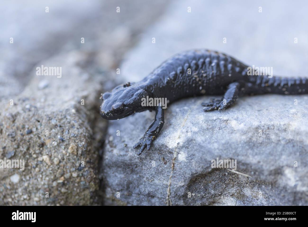 Salamandra atra, alpine salamander, sitting on rock, 2400 meters sea ...