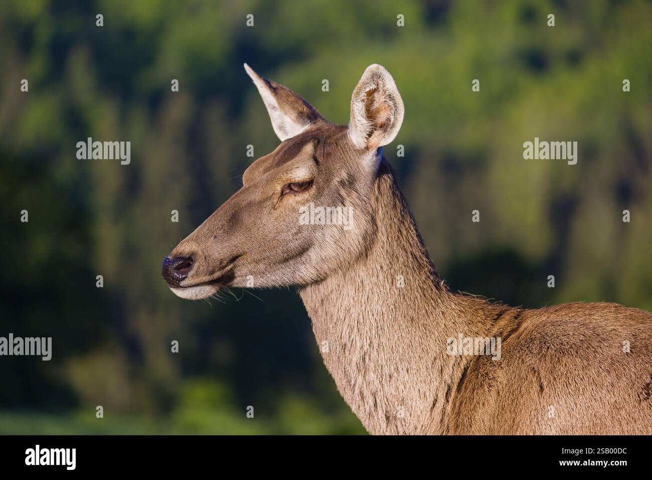 Portrait of a female Altai maral, Altai wapiti or Altai elk (Cervus ...