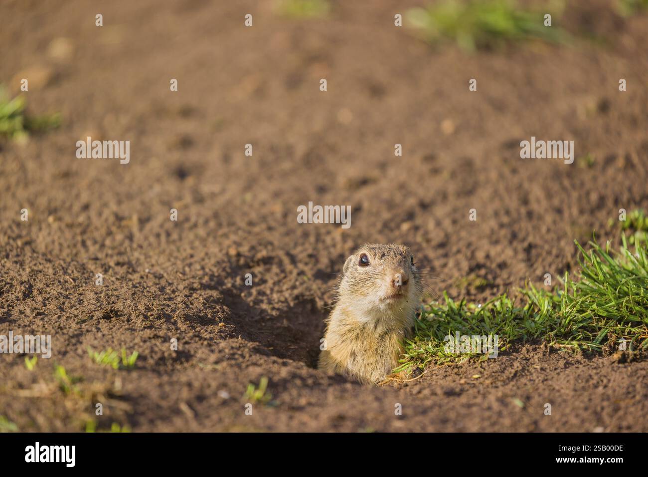 An adult European ground squirrel (Spermophilus citellus) or European ...
