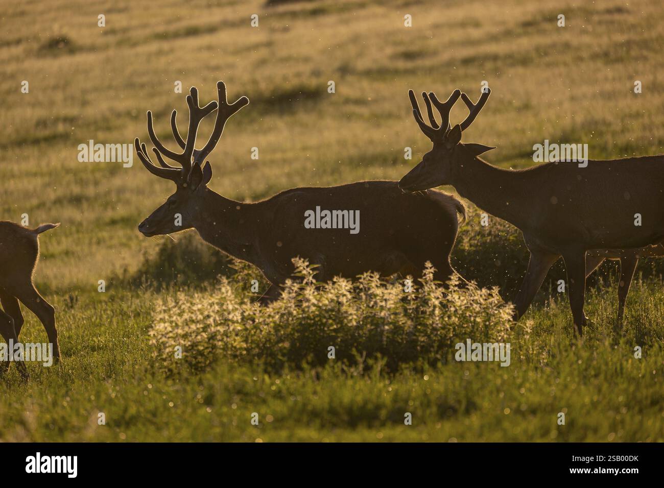 Two male Altai maral, Altai wapiti or Altai elk (Cervus canadensis ...