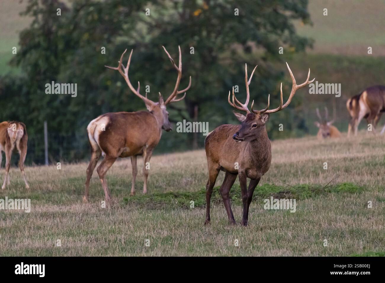 A herd of Altai maral, Altai wapiti or Altai elk (Cervus canadensis ...