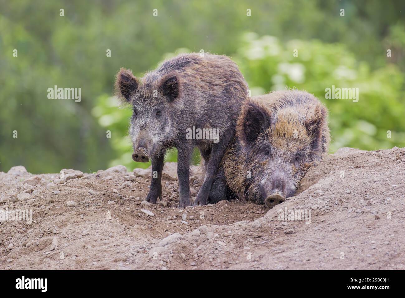 Two wild boar or wild pig (Sus scrofa) stand/rest on a small hill on an ...