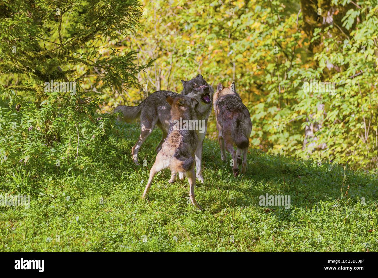 Three eurasian gray wolves (Canis lupus lupus) play with each other on ...
