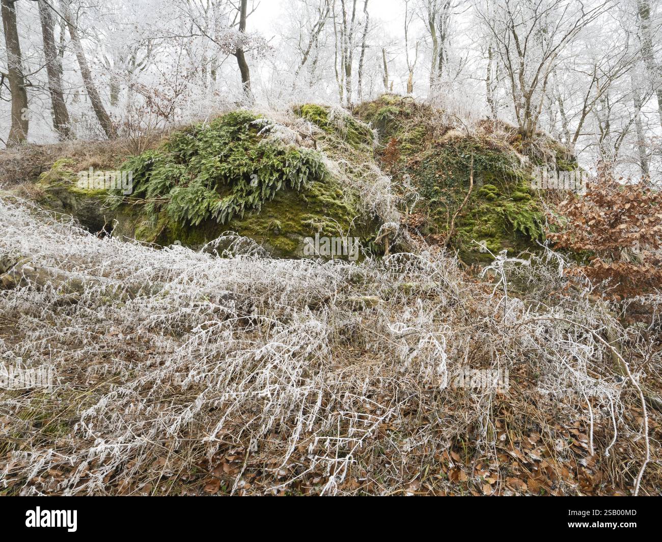 Beech woodland (Fagus sylvatica), ferns and grasses covered in ...