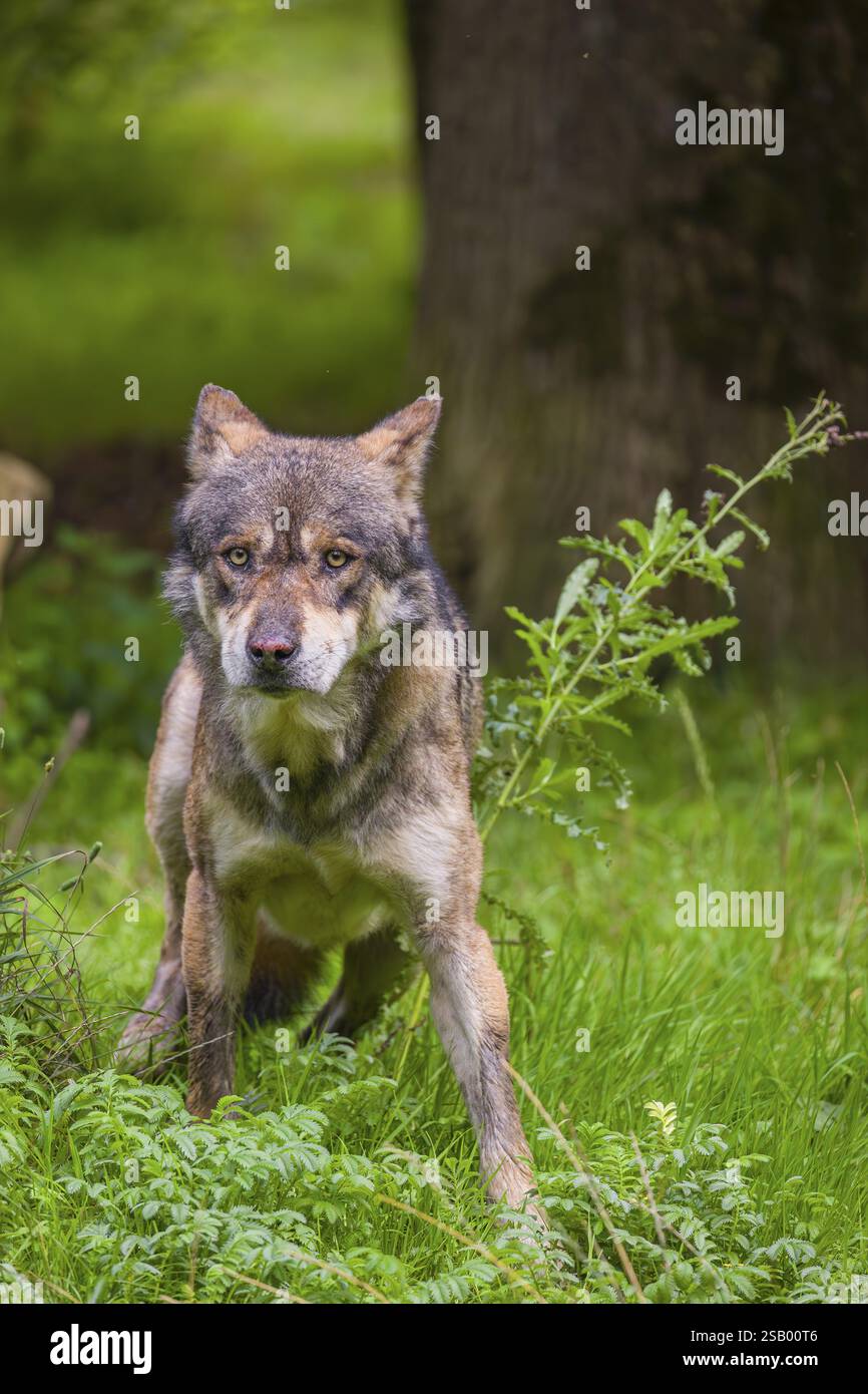 An adult male eurasian gray wolf (Canis lupus lupus) stands at the edge ...