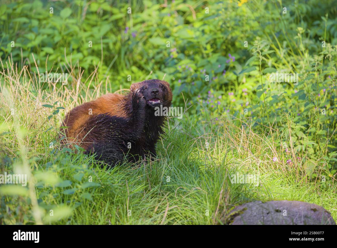 A wolverine (Gulo gulo) sits on a green meadow at a forest edge ...