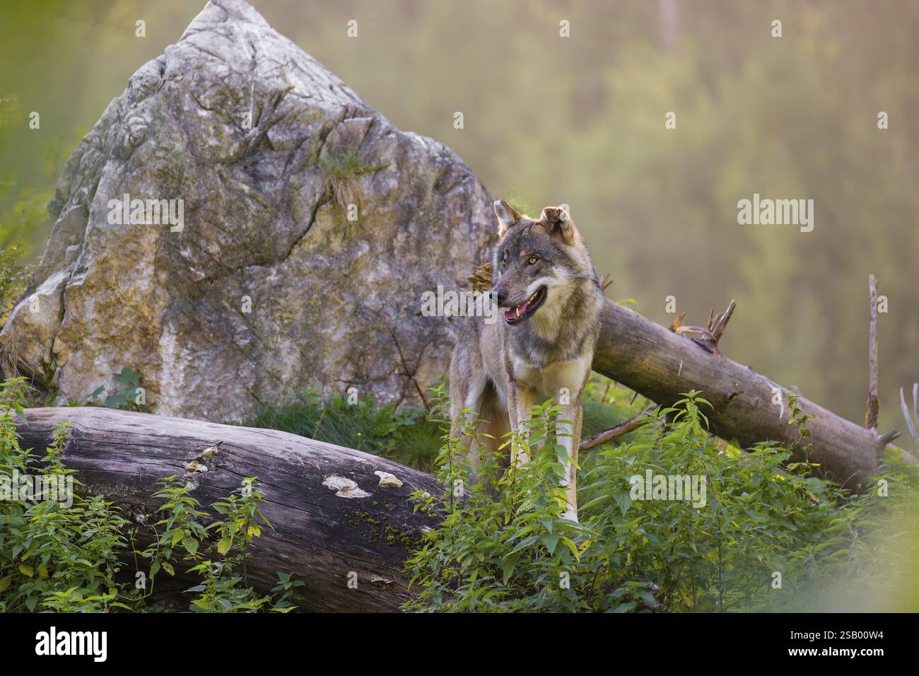 A eurasian gray wolf (Canis lupus lupus) stands on a log in front of a ...
